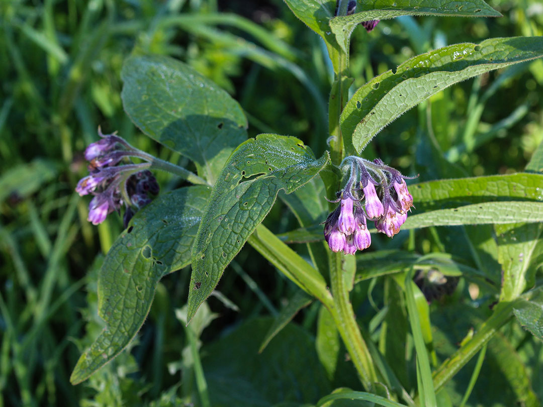 Common Comfrey | Northwest Invasive Plant Council