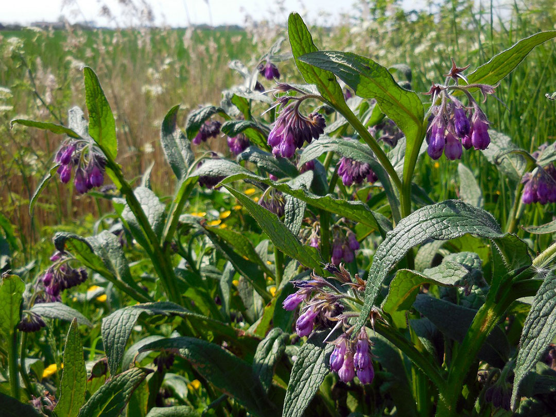 Common Comfrey | Northwest Invasive Plant Council