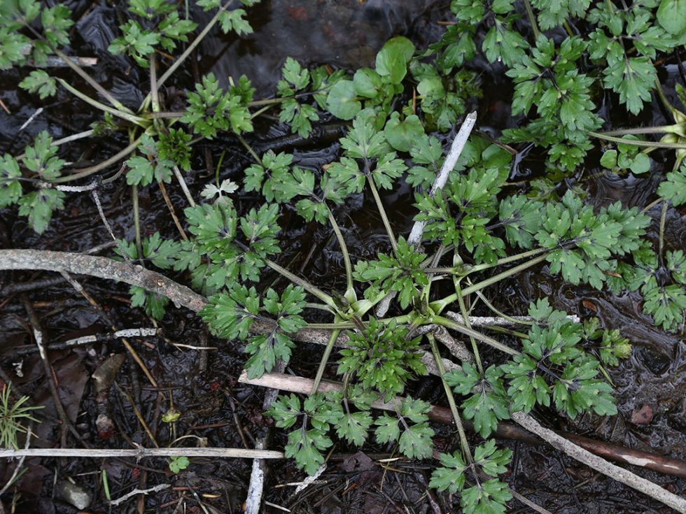 Creeping Buttercup | Northwest Invasive Plant Council