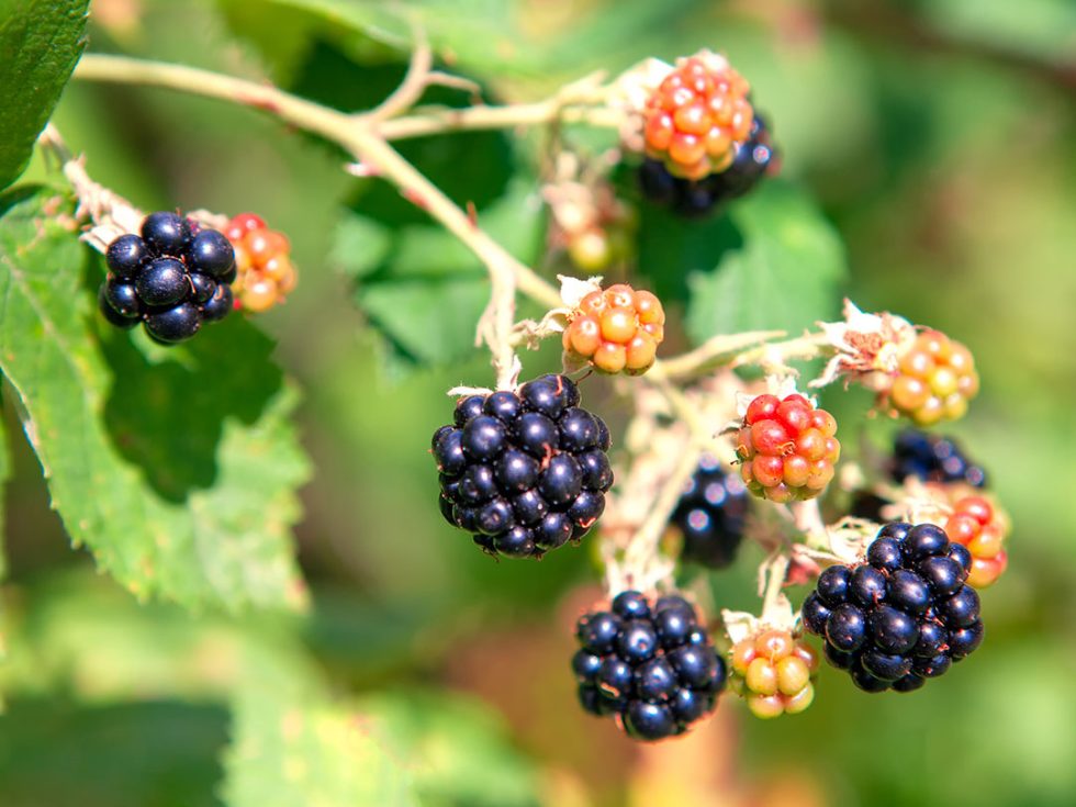 Himalayan Blackberry | Northwest Invasive Plant Council