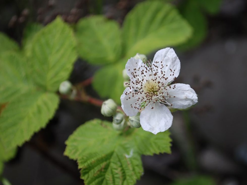 Himalayan Blackberry | Northwest Invasive Plant Council