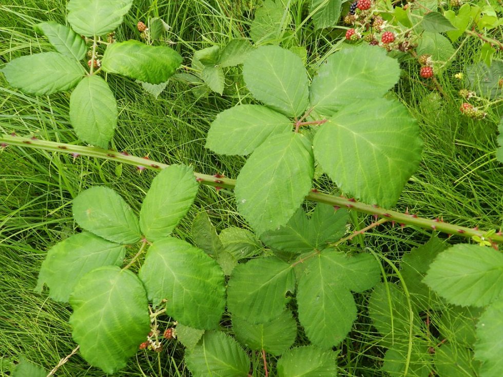 Himalayan Blackberry | Northwest Invasive Plant Council