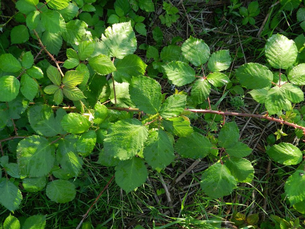 Himalayan Blackberry | Northwest Invasive Plant Council